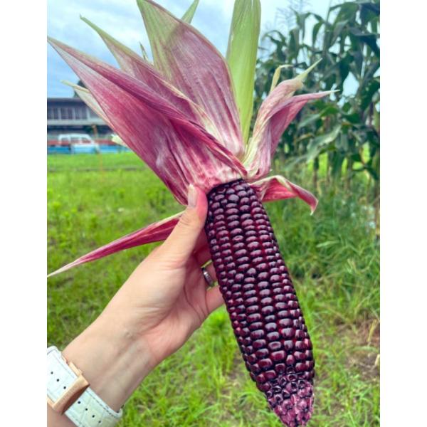 【発売日：2026年07月30日】■ 赤いとうもろこしについて大和ルージュの赤い色は、アントシアニンというポリフェノールの一種によるものです。アントシアニンはベリー類にも含まれており、抗酸化作用や血管を強くする効果があります。甘みは普通のと...