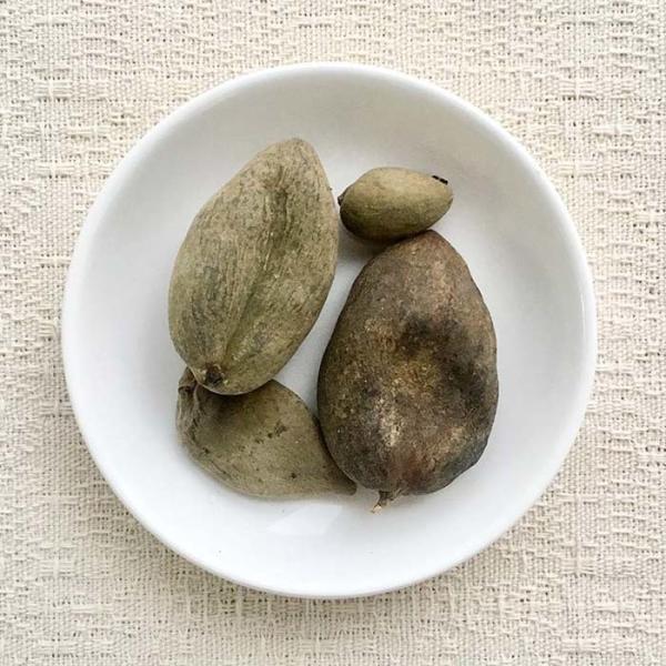 商品情報名称 ゴバイシ（五倍子）／フシ（付子）産地名 台湾内容量 1袋 100ｇ※大口発注は別途ご相談ください。割引等がございます。保存 自然乾燥備考 ひとつ屋の植物染料には、生薬（漢方薬）として販売されているものをはじめ、自家栽培している...