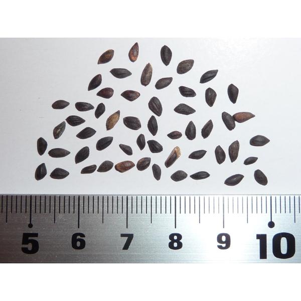 【発売日：2023年07月24日】・学名 Pinus contorta var. latifolia・米国から直輸入（輸入時期 2023年7月）。2020年産種子・北米大陸北西部の山岳地帯に分布する松の木です。英名のLodgepole pi...