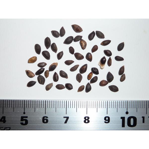 【発売日：2023年02月13日】・学名 Pinus mugo var. rostrata / ssp. uncinata・米国から直輸入（輸入時期 2023年2月）。約8年ぶりに入荷しました。2019年産種子・ヨーロッパ中部および南部の山...