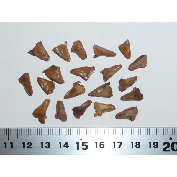 【発売日：2025年07月01日】・学名 Abies nordmanniana・米国から直輸入（輸入時期 2025年6月）。2024年産種子・西アジア原産のモミの木で、欧州では、従来のヨーロッパモミ（学名Abies alba）に代わって、ク...