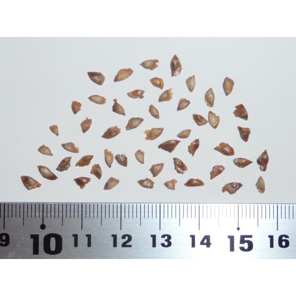 【発売日：2025年03月08日】・学名 Larix leptolepis / kaempferi・米国から直輸入（輸入時期 2025年3月）。約3年ぶりに入荷しました。2024年産種子・針葉樹には珍しい落葉性で、秋には鮮やかに黄葉します。...