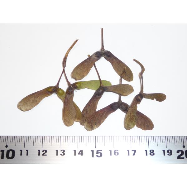 【発売日：2024年10月20日】・学名 Acer japonicum var. aconitifolium・埼玉県産。4年ぶりに入荷しました。2024年産種子。種子の画像は入荷直後に撮影したものです。種子は低温保管していますが、徐々に褪色...
