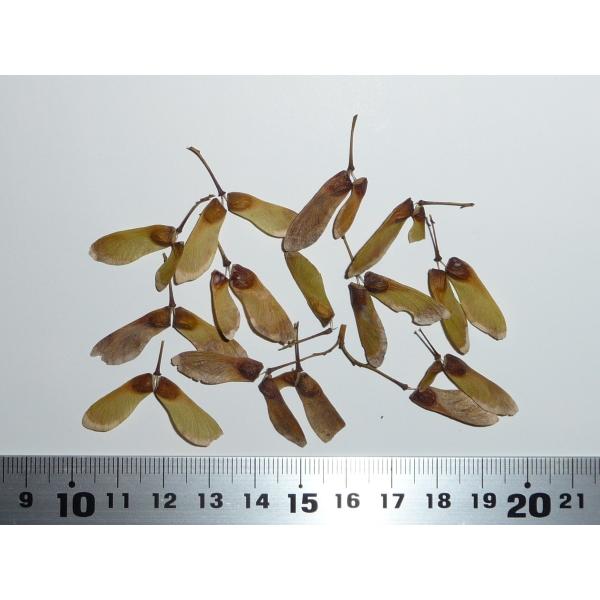 【発売日：2025年11月08日】・学名 Acer palmatum var. matsumurae f. dissectum cv. Tamukeyama・埼玉県産。2025年産種子・タムケヤマ＜手向山＞はヤマモミジ系の品種で、江戸中期に...
