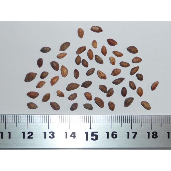 【発売日：2026年01月22日】・学名 Pinus thunbergii・米国から直輸入（輸入時期 2026年1月）。完売にともない2024年産種子を再輸入しました。・わが国では庭木・盆栽の代表的樹種ですが、ジャパニーズブラックパイン＜J...