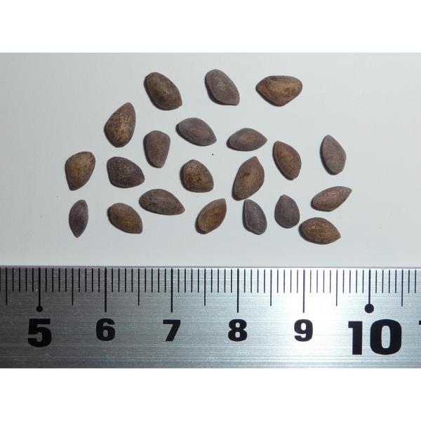 【発売日：2025年12月11日】・学名 Pinus aristata・米国から直輸入（輸入時期2025年3月）。2024年産種子・日本のゴヨウマツ(五葉松)と同じ五本針葉の松で、北米大陸南西部の寒冷で乾燥した山岳地帯に自生します。1000...