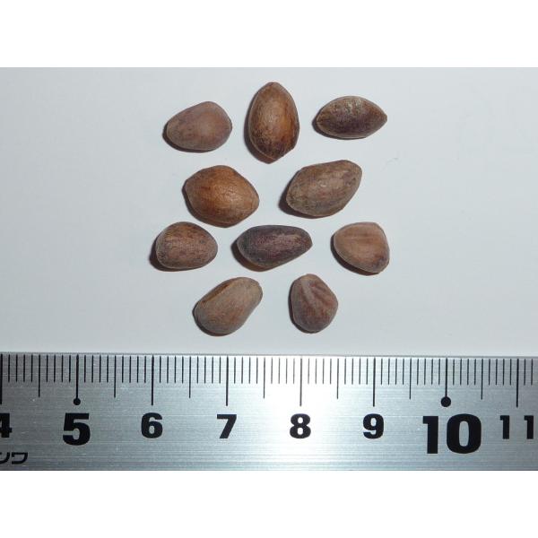 【発売日：2024年07月30日】・学名 Pinus flexilis・米国から直輸入（輸入時期2024年7月）。2022年産種子・英名のリンバーパイン Limber pine は枝が非常に柔軟なことに由来しており、枝をくくって結び目を作れ...