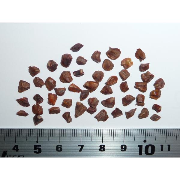 【発売日：2024年08月03日】・学名 Cupressus arizonica / Hesperocyparis arizonica・米国から直輸入（輸入時期2024年7月）。2023年産種子。 自生地は北米大陸南西部ですが、本品はイタリ...