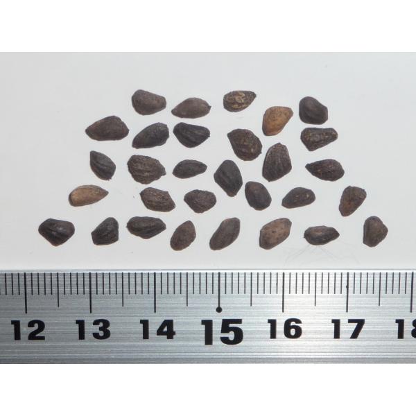 【発売日：2025年06月30日】・学名 Pinus taeda・米国から直輸入（輸入時期 2025年6月）。約3年半ぶりに入荷しました。2024年産種子・日本には見られない三本針葉のマツ。米国南東部の各州に分布し、低湿地に見られます。成長...