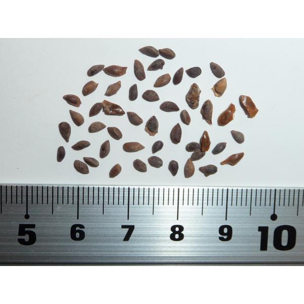 【発売日：2022年03月12日】・学名 Picea engelmannii・米国から直輸入（輸入時期 2022年3月）。2021年産種子・エゾマツなどと同じトウヒ属の樹木。北米大陸西部の海岸沿いの山地とロッキー山脈に自生します。直立する幹...