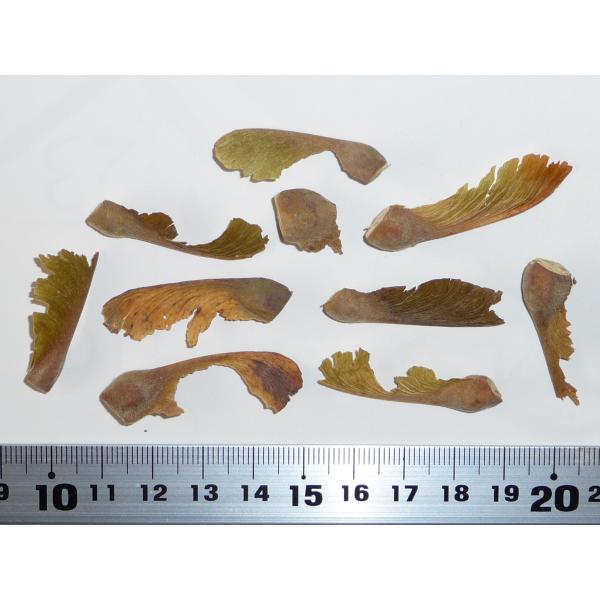 【発売日：2025年02月08日】・学名 Acer triflorum・米国から直輸入（輸入時期2025年2月）。2024年産種子・日本原産のメグスリノキ（学名Acer maximowiczianum）や中国原産のグリセウムカエデの近縁種で...