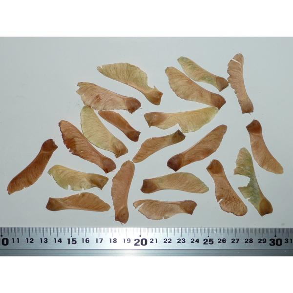 【発売日：2024年03月12日】・学名 Acer platanoides・米国から直輸入（輸入時期2024年3月）。2023年産種子・ヨーロッパと西アジアの広範な地域に分布するカエデの一種です。大きく成長し、広い樹冠を形成するため、おもに...