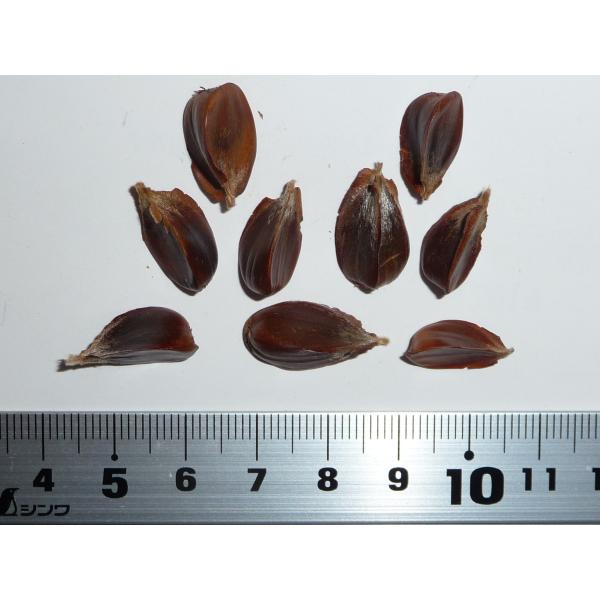 【発売日：2026年01月22日】・学名 Fagus sylvatica・米国から直輸入（輸入時期2026年1月）。約3年ぶりに入荷しました。2025年産種子・日本のブナやイヌブナと同じブナ科ブナ属の落葉高木。大きく広げた枝に葉を密生し、夏...