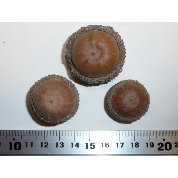 【発売日：2026年01月24日】・学名 Quercus lyrata・米国から直輸入（輸入時期 2026年1月）。2025年産種子・わが国のコナラ、ミズナラ、クヌギあるいはカシワなどと同属の樹木で、米国南東部の低地に分布します。オーク類（...