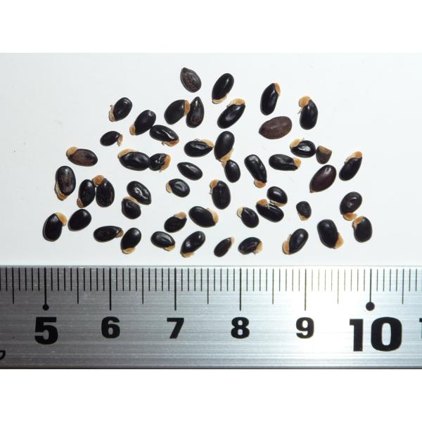 【発売日：2024年04月25日】・学名 Acacia dealbata / decurrens var. dealbata・米国から直輸入（輸入時期 2024年4月）。2023年産種子・オーストラリア原産のマメ科の花木です。わが国には明治...