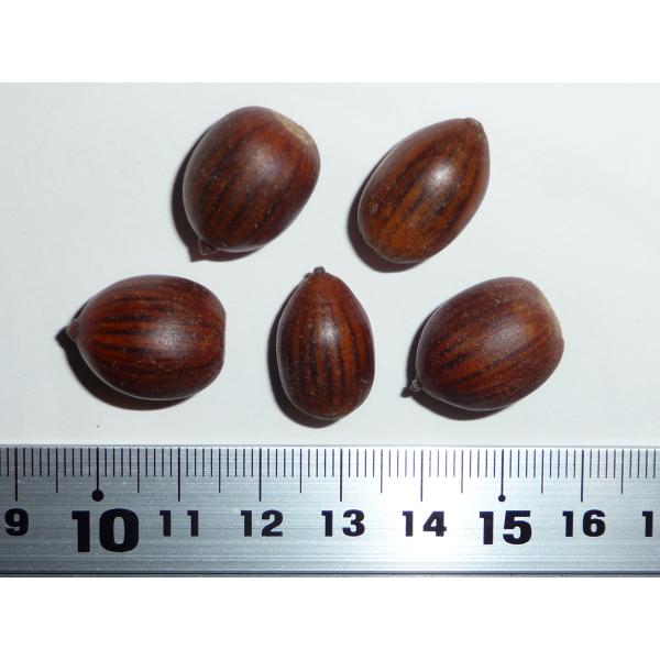 【発売日：2025年10月29日】・学名 Quercus ellipsoidalis・米国から直輸入（輸入時期 2025年10月）。2025年産種子・わが国のコナラ、ミズナラ、クヌギあるいはカシワなどと同属の樹木で、北米大陸中部に自生します...
