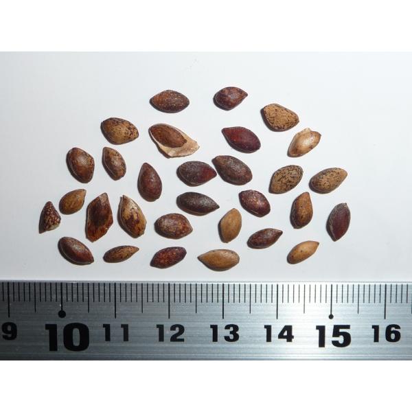 【発売日：2023年10月01日】・学名 Pinus heldreichii / leucodermis・米国から直輸入（輸入時期2023年9月）。2021年産種子・サッカー日本代表の元監督ハリルホジッチさんやオシムさんの故国ボスニアの名を...