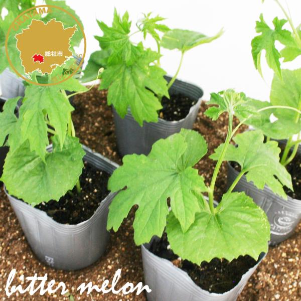 夏のスタミナ源、ビタミン豊富な琉球野菜「あばしゴーヤ」です。 沖縄在来の品種で果長20〜25cm、果重200gくらいになり、果径は7〜9cmで果色は濃緑色。 中長に比べみずみずしく苦みがマイルドです。 豊富に含まれているニガウリのビタミンC...