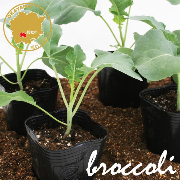 耐暑性に優れ、強勢で作りやすい中早生種。花蕾は表面が滑らかな豊円形で、粒が緻密でよくしまる。頂花蕾収穫後、側枝花蕾が次々とれ、たくさん収穫できる。栽培適応範囲が広く春作も安定してできる。また、根張りがよいので、株が倒伏する心配が極めて少なく...