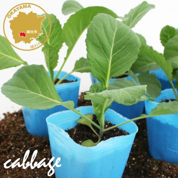 玉は扁円でよくしまり、葉質がやわらかく食味良好。耐暑・高温結球性に優れた極早生種。家庭菜園のロングセラー品種。【寒玉系】重量 1.3kg熟期：極早生●12ポットセット●3号ポット(9cm)●岡山県産※重量は中間地適期まきでのおおよその収穫サ...