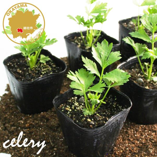 作りやすい淡緑のセルリー！大株・小株どりが可能！生育旺盛で病気に強く作りやすい。株張りはやや立性で、芯葉もよく伸びて、ボリュームある大株で収穫できる。葉柄は幅広く、肉厚ですじが少ない。●6ポットセット●3号ポット(9cm)●岡山県産※水曜日...