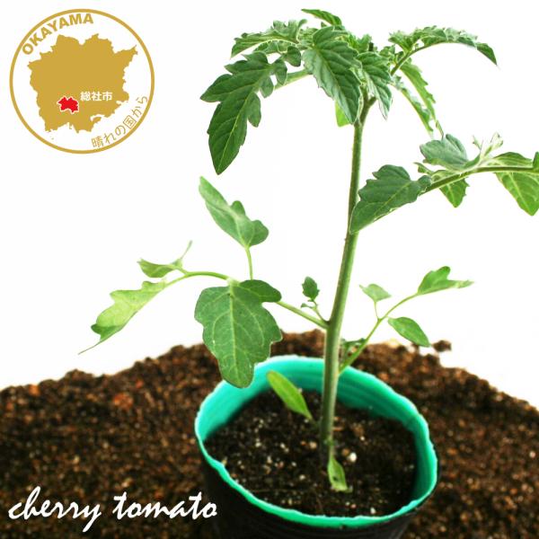 プチぷよシリーズのグリーンです。赤ちゃんのほっぺのような新食感のミニトマトです。皮が薄いため食感が良く、ジューシーな味わい！ 糖度が高く、トマトの風味に富んで、食味は抜群です。皮が薄く、とろけるような食感です。ぜひこの食感を食卓で味わってみ...