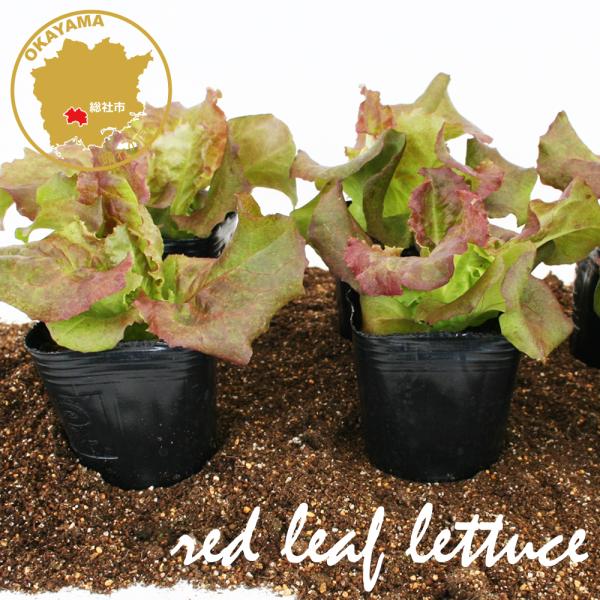晩抽で、鮮明な濃赤褐色に着色し、高温期の栽培でも品質に優れるレッドリーフで、耐暑性が強く作りやすい。葉面の縮みが適度で、肉質はやわらかい。●6ポットセット●3号ポット(9cm)●岡山県産※水曜日と日曜日にゆうパックで出荷しております。