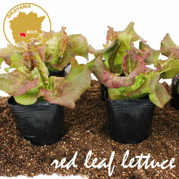 晩抽で、鮮明な濃赤褐色に着色し、高温期の栽培でも品質に優れるレッドリーフで、耐暑性が強く作りやすい。葉面の縮みが適度で、肉質はやわらかい。●12ポットセット●3号ポット(9cm)●岡山県産※水曜日と日曜日にゆうパックで出荷しております。