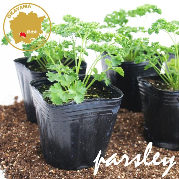 葉は濃緑色で肉厚、葉身部が大きくて収量性に富み、葉縁はよくカールする。生育旺盛で耐寒性に優れ、低温期の再生力が強い。耐暑性も強くて高温期でも平葉になりにくく、品質低下が少ない。スープやサラダなど幅広く利用できる。●6ポットセット●3号ポット...