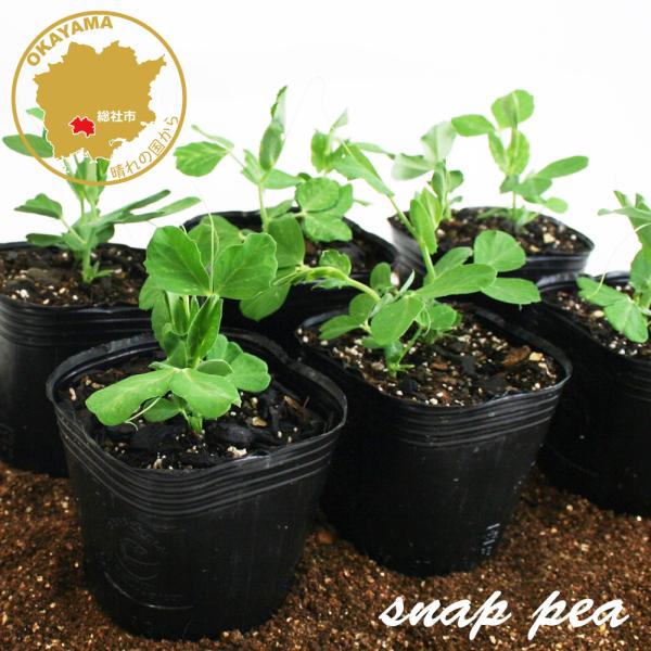 プランターで作れてうどんこ病に強い！実を太らせて、莢ごと食べる品質のよい、おいしいエンドウです。草丈は普通60〜80cm、寒冷地では130cmぐらいで、分枝は少なく莢は下部から付く早生種です。品種名：つるなしスナック2号 熟期：晩生●6ポッ...