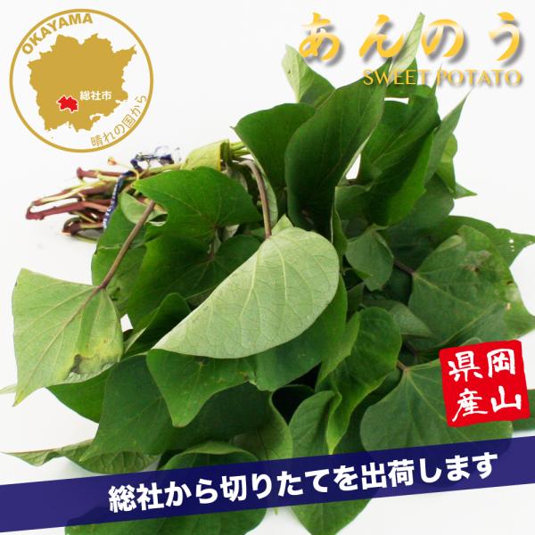 粘質、甘さ抜群！口当たり滑らか！黄金色の果肉で、クリーミーで品のよい甘さ。まるでスイーツを食べているかのように感じられます。●10本●約25~40cm●岡山県産※水曜日と日曜日にゆうパックで出荷しております。