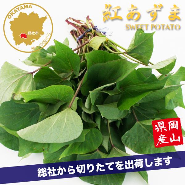 甘みたっぷりでホクホクした食感が大人気。抜群のおいしさ！ 甘みたっぷりでホクホクした食感が大人気。焼きイモはもちろん、甘みを生かして天ぷらや大学イモでもおいしくいただけます。食味が極めてよく、焼きイモの定番品。 関東地方の代表的品種。イモの...