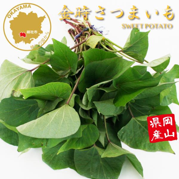 栽培しやすいロングセラー品種！特産品としても有名なさつまいもの系統に由来する品種（高系14号選抜品種）。 金時は、ホクホクとした食感で、焼くと甘さがにじみ出るサツマイモ。上品な甘さと見た目の美しさを兼ね備えています。 上品な甘さで滑らかな舌...