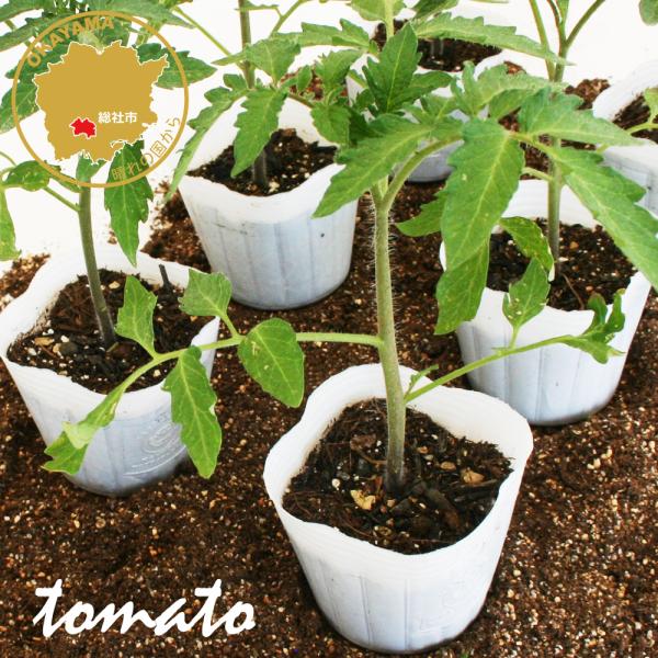 家庭菜園用「桃太郎」トマトの代表品種。生育後半まで草勢が持続し作りやすく、食味もよいのが特徴。夏秋栽培の家庭菜園に向く。平均果重 200〜210g熟期：中早生●6ポットセット●3号ポット(9cm)●岡山県産※水曜日と日曜日にゆうパックで出荷...
