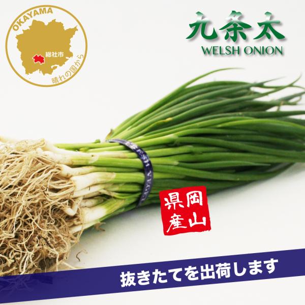 中〜大ネギにオススメ　干しネギにも。京都特産で西日本を中心に広く栽培されている葉ネギ用種。肉厚で葉先までやわらかく芳香に富み、品質上々。浅黄系より茎が太く、中〜大ネギの利用に適する。●100本(100本より多めに入れます)●約30~50cm...