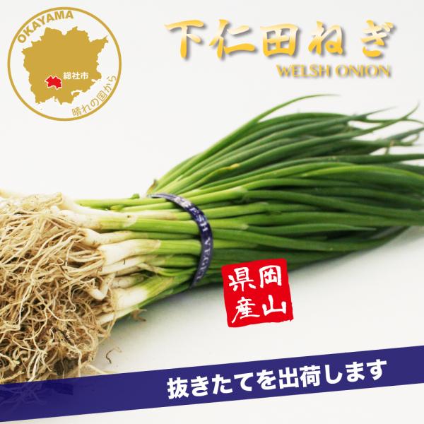 厚なコクとうまみ。人気の「殿様ネギ」！ 冬どり用ネギで、12月どりに適します。 葱の中で最も食味の良い品種で、特に煮食すると甘みが増します。 白根は短く太い(中ダルマ系)ので、土寄せ、収穫労力が軽減できます。 秋まき、春まきが可能ですが、太...