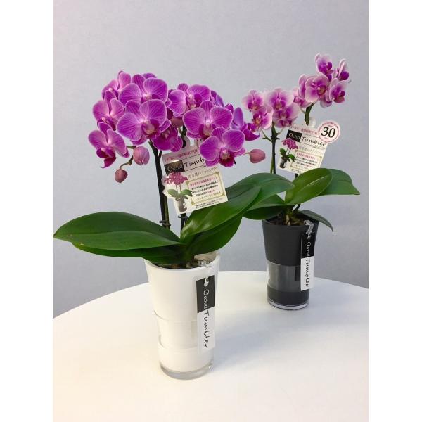 椎名洋ラン園から上質な国産胡蝶蘭をお届けいたします。胡蝶蘭は花の王様とも呼ばれ、花持ちが良いのが特徴です。花言葉は「幸福が飛んでくる」。縁起の良いお花としても有名です。贈答品としても喜ばれています。30日間メンテナンスフリー1ヶ月に1度の給...