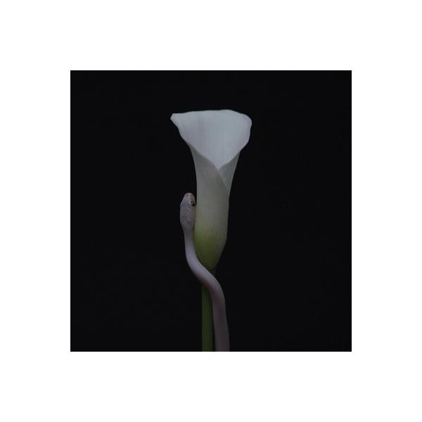 発売日:2022年03月25日 / ジャンル:ロック / フォーマット:CD / 組み枚数:1 / レーベル:Ada/sumerian / 発売国:Europe / 商品番号:1001.676551 / アーティストキーワード:Animal...