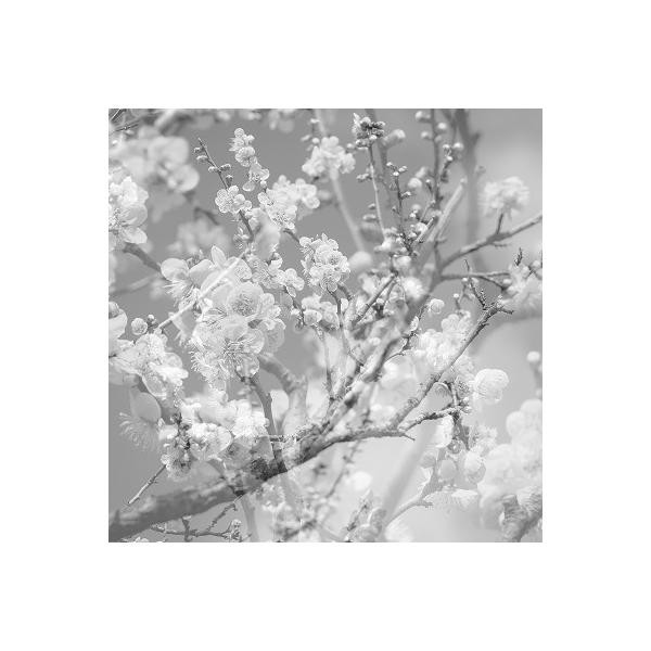 発売日:2025年10月20日 / ジャンル:ジャズ / フォーマット:CD / 組み枚数:1 / レーベル:Red Hook / 発売国:Europe / 商品番号:RH-1008CDS / アーティストキーワード:菊地雅章 キクチマサブ...