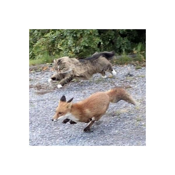 発売日:2026年05月31日 / ジャンル:ロック / フォーマット:LP / 組み枚数:1 / レーベル:Accidental Meetings / 発売国:International / 商品番号:AM-032 / アーティストキーワ...