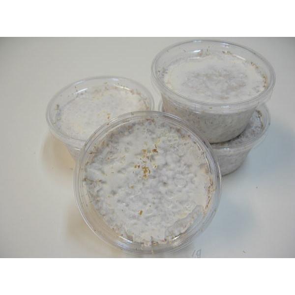 カワラ菌糸カップ　90ｃｃ(菌糸ビン)オオクワガタ　初令幼虫の餌〜