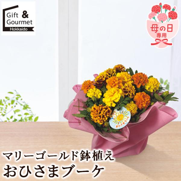 【発売日：2026年05月06日】ＭＩＸ色仕立てのマリーゴールドです。母の日 2026 母の日ギフト ははのひ 母の日プレゼント ギフト プレゼント 贈り物 お花 花 フラワー フラワーギフト 花ギフト フラワープレゼント  花束 ブーケ ...