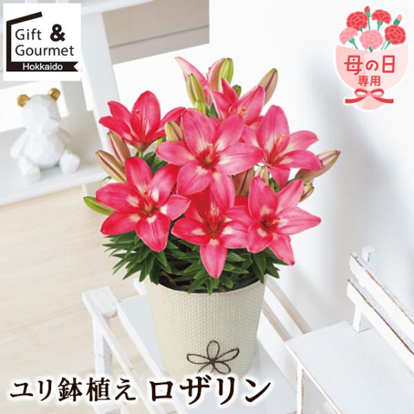 【発売日：2026年05月06日】花数が多くとっても華やか。まるでブーケのようです。明るい花色と豪華な花姿が魅力。香りがないので置き場所を選ばす楽しめます。母の日 2026 母の日ギフト ははのひ 母の日プレゼント ギフト プレゼント 贈り...