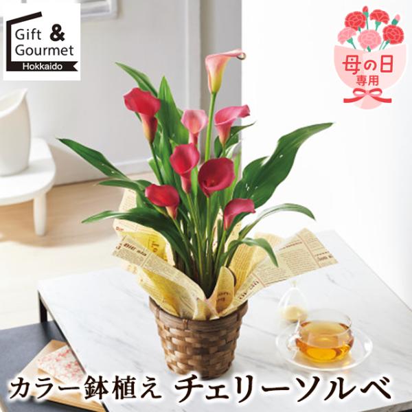 【発売日：2026年05月06日】カラーの花言葉は「愛情」。高級感のある特有の深いピンク色が特徴です。開花後は切り花としてもお楽しみいただけます。母の日 2026 母の日ギフト ははのひ 母の日プレゼント ギフト プレゼント 贈り物 お花 ...