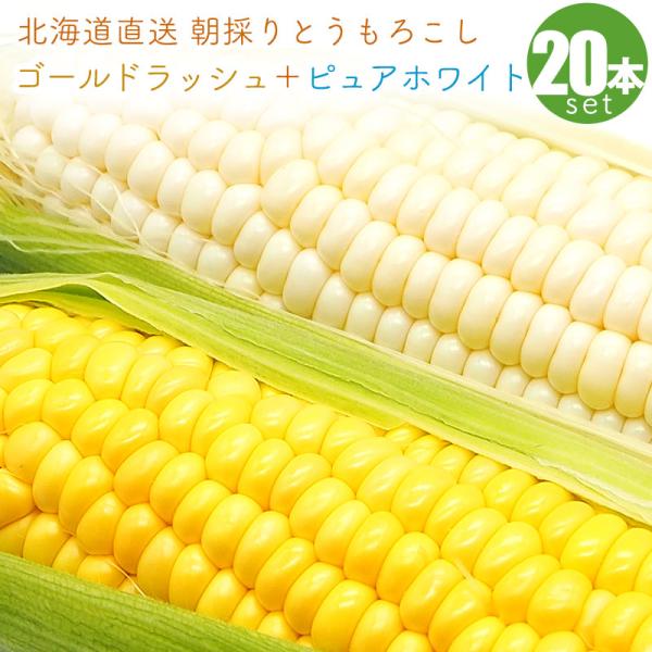 【発売日：2026年06月15日】＜とうもろこし食べ比べセット「ピュアホワイトとゴールドラッシュ」＞■内容：ピュアホワイト10本/ゴールドラッシュ10本■配送方法：冷蔵配送 ■送料：送料無料（沖縄・離島は1,080円加算）■商品説明：【ピュ...