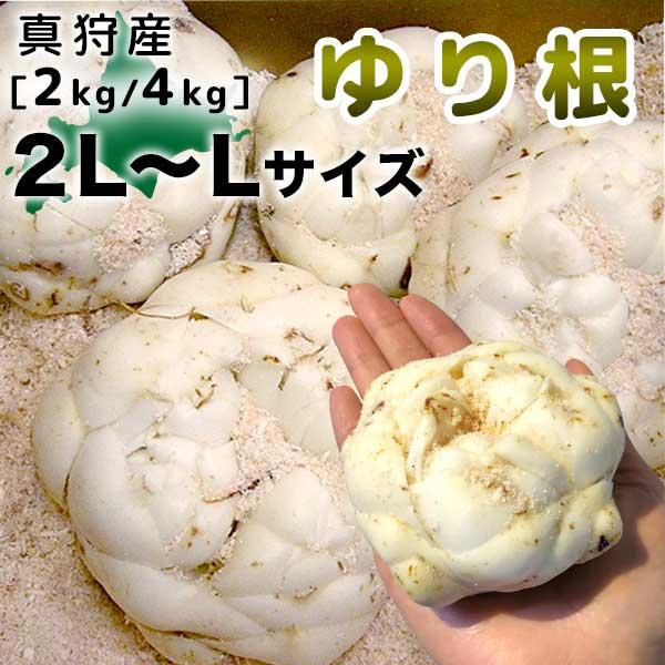 ［2kg/4kg］北海道/真狩産/ゆり根/百合根/ユリ根/ゆりね/ユリネ