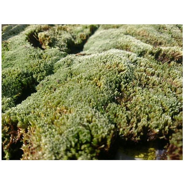 パック寸法　２１８ｍｍ×１３９ｍｍ