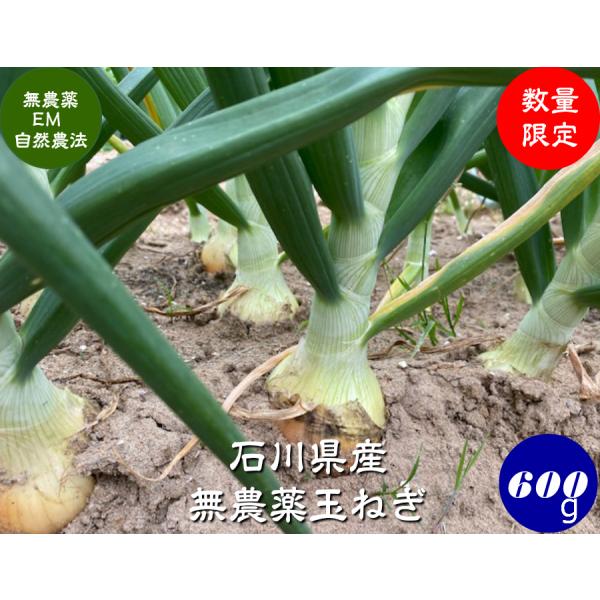 無農薬 EM農法 玉ねぎ(タマネギ オニオン 新玉ねぎ）【無農薬 玉ねぎ  石川県産・ＥＭ菌】化学肥料や除草剤や農薬は一切使用しなく栽培しました。産地直送でお送り致します。●10/1　定植●10/1施肥、石灰5ｋｇ、ＥＭ堆肥20ｋｇ、油粕3...