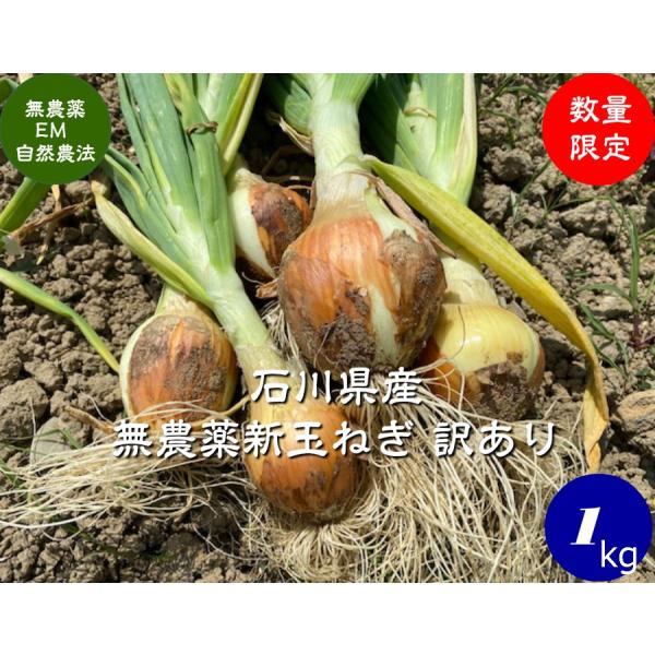 無農薬 EM農法 玉ねぎ(タマネギ オニオン 新玉ねぎ）【無農薬 玉ねぎ  石川県産・ＥＭ菌】化学肥料や除草剤や農薬は一切使用しなく栽培しました。産地直送でお送り致します。畑から採れたて出荷です。無農薬玉ねぎ訳あり出荷です。なぜ訳ありかと申...