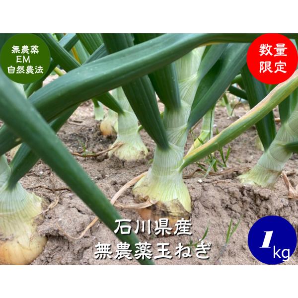 無農薬 EM農法 玉ねぎ(タマネギ オニオン 新玉ねぎ）【無農薬 玉ねぎ  石川県産・ＥＭ菌】化学肥料や除草剤や農薬は一切使用しなく栽培しました。産地直送でお送り致します。無農薬玉ねぎです。●10/1施肥、石灰5ｋｇ、ＥＭ堆肥20ｋｇ、油粕...